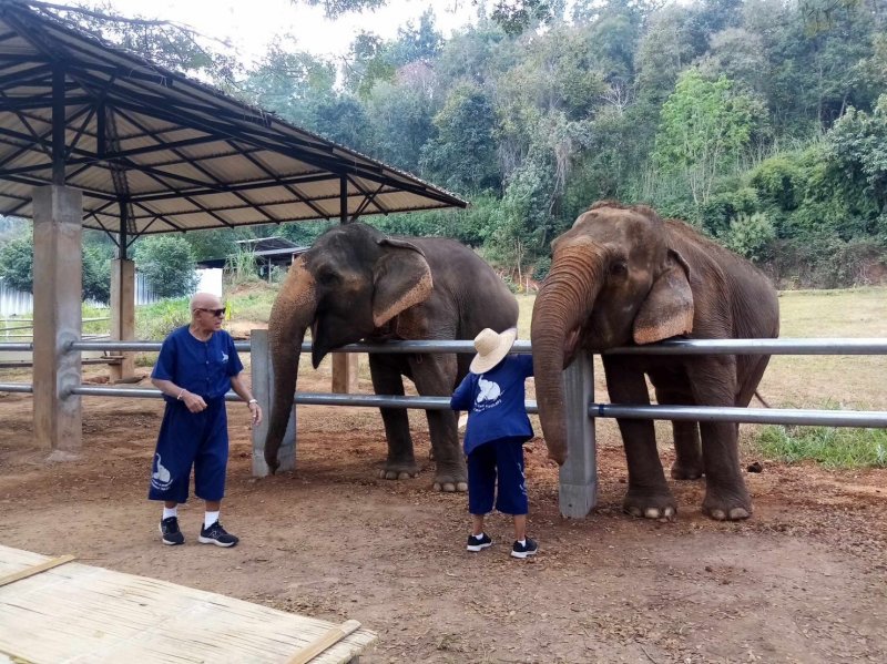 Elephant Sanctuary Park in Chiang Mai (Thailand).